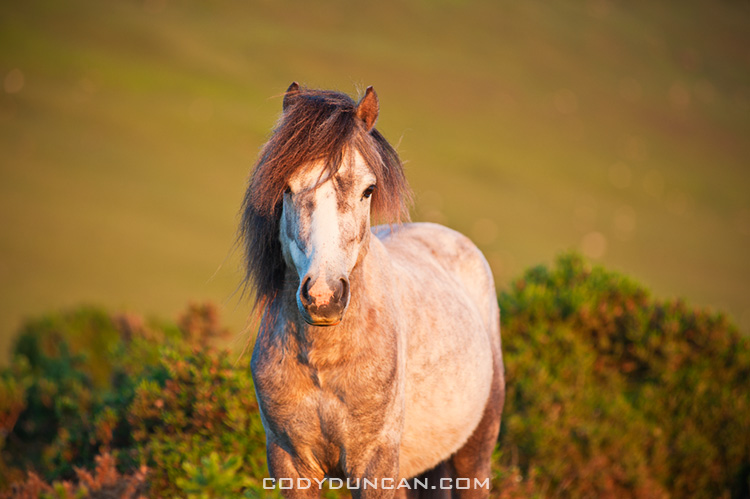 Photos of Wild Welsh Mountain Ponies, Hay Bluff, Wales | Cody Duncan ...