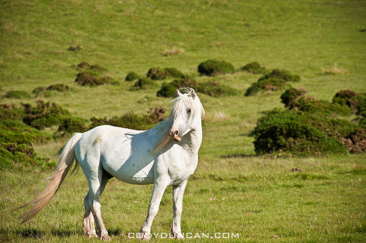 Photos of Wild Welsh Mountain Ponies, Hay Bluff, Wales | Cody Duncan ...