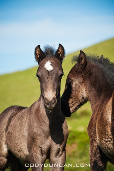 Photos of Wild Welsh Mountain Ponies, Hay Bluff, Wales | Cody Duncan ...