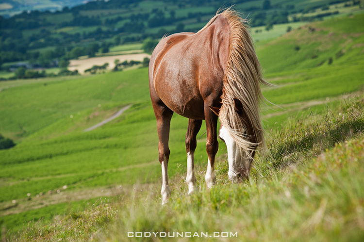 Photos of Wild Welsh Mountain Ponies, Hay Bluff, Wales | Cody Duncan ...