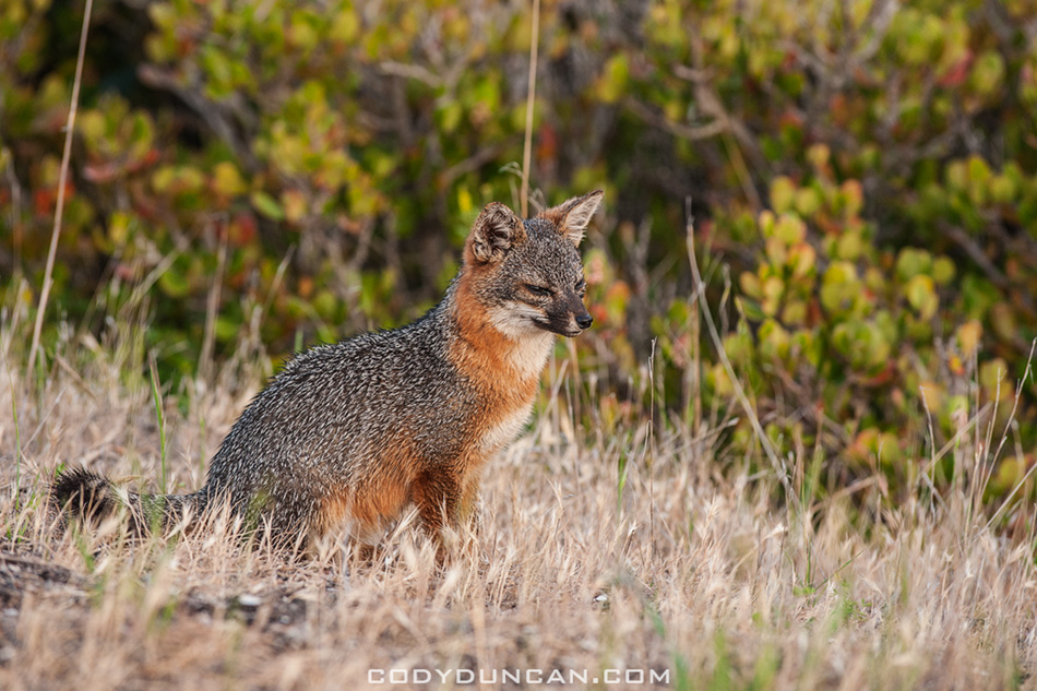 Santa Cruz Island Fox Photos, Channel Islands national park | Cody ...