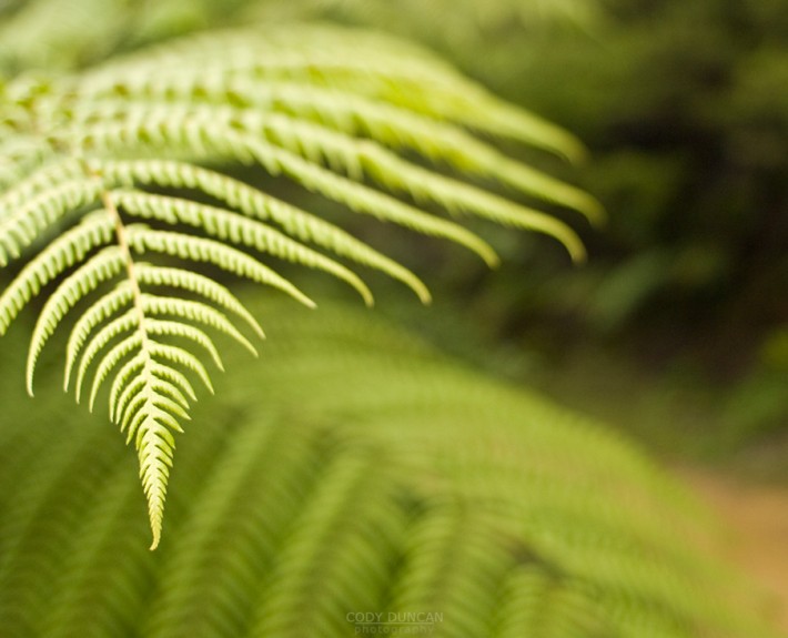 New Zealand | Cody Duncan Photography